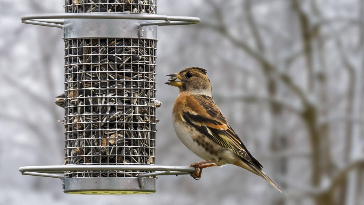 How to Support Winter Birds: Tips from the Swiss Bird Observatory – Archyde