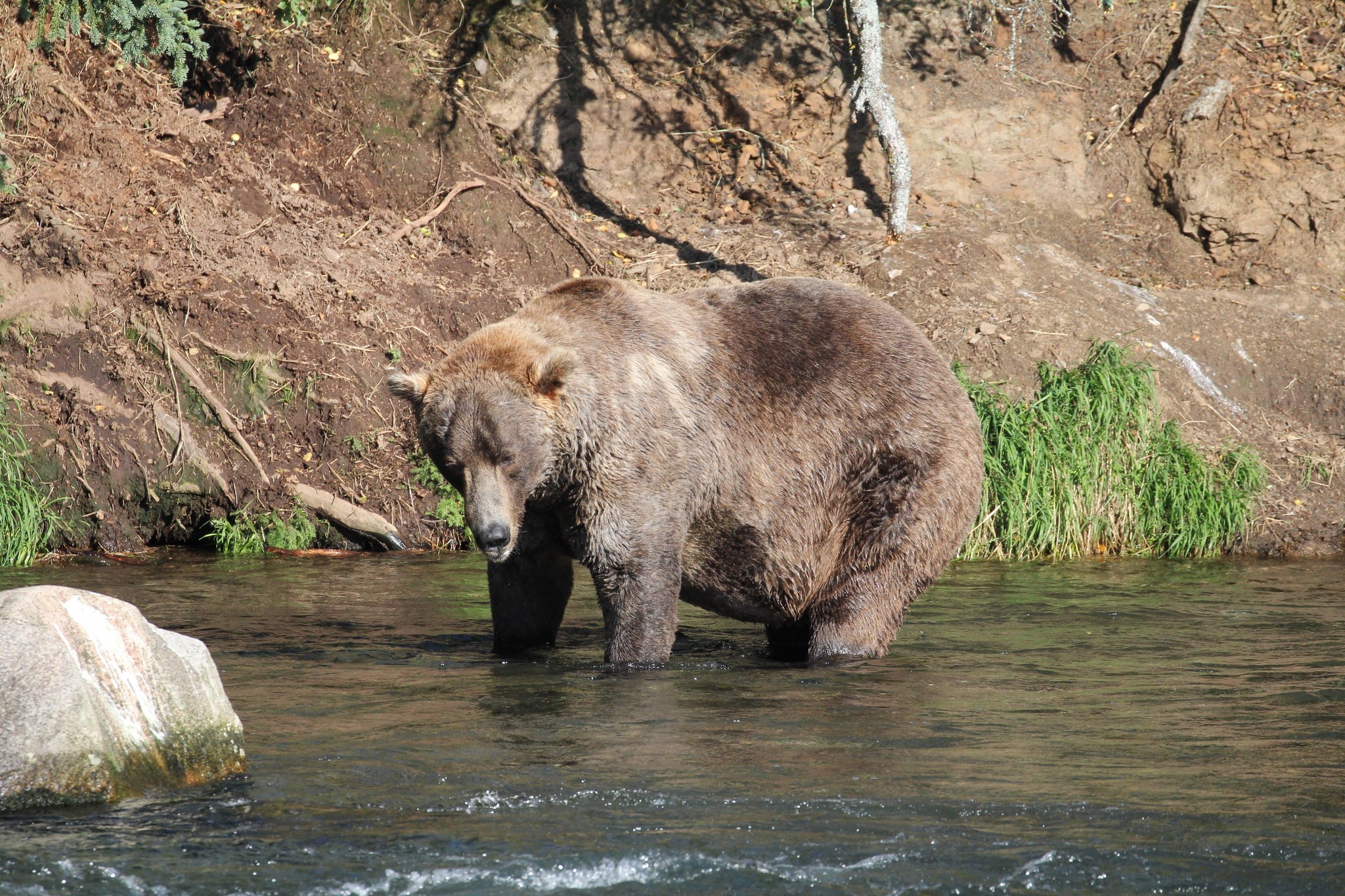 Fat Bear Week: Holt «Jumbo Jet» 747 wieder die Krone als fettester Bär ...