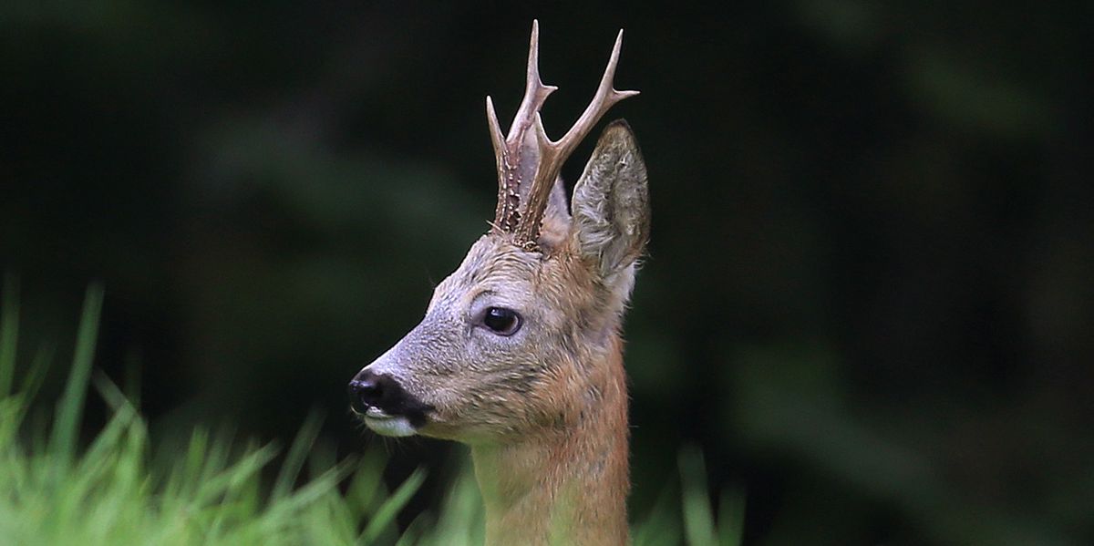 Erfolg in Slowenien - Leona Kernen ist U18-Beachvolleyball ...