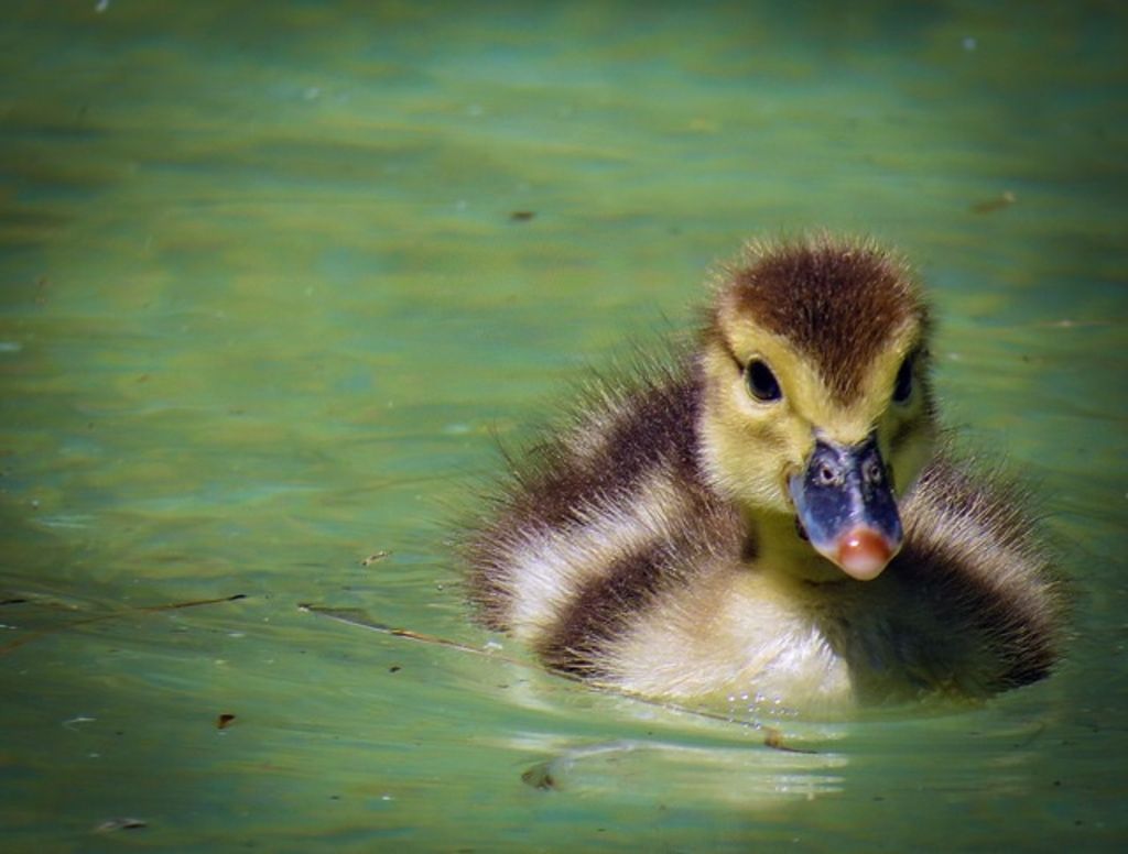 Le caneton, plus intelligent que ce qu'on croit ! | 24 heures