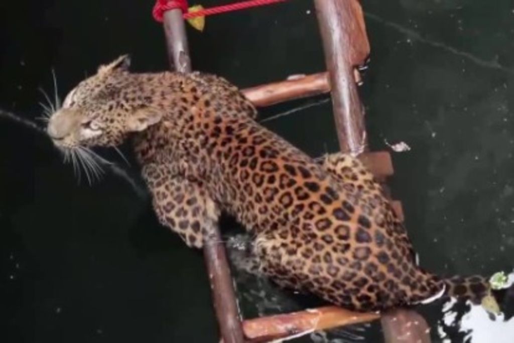 Un léopard sauvé d'un puits | Tribune de Genève