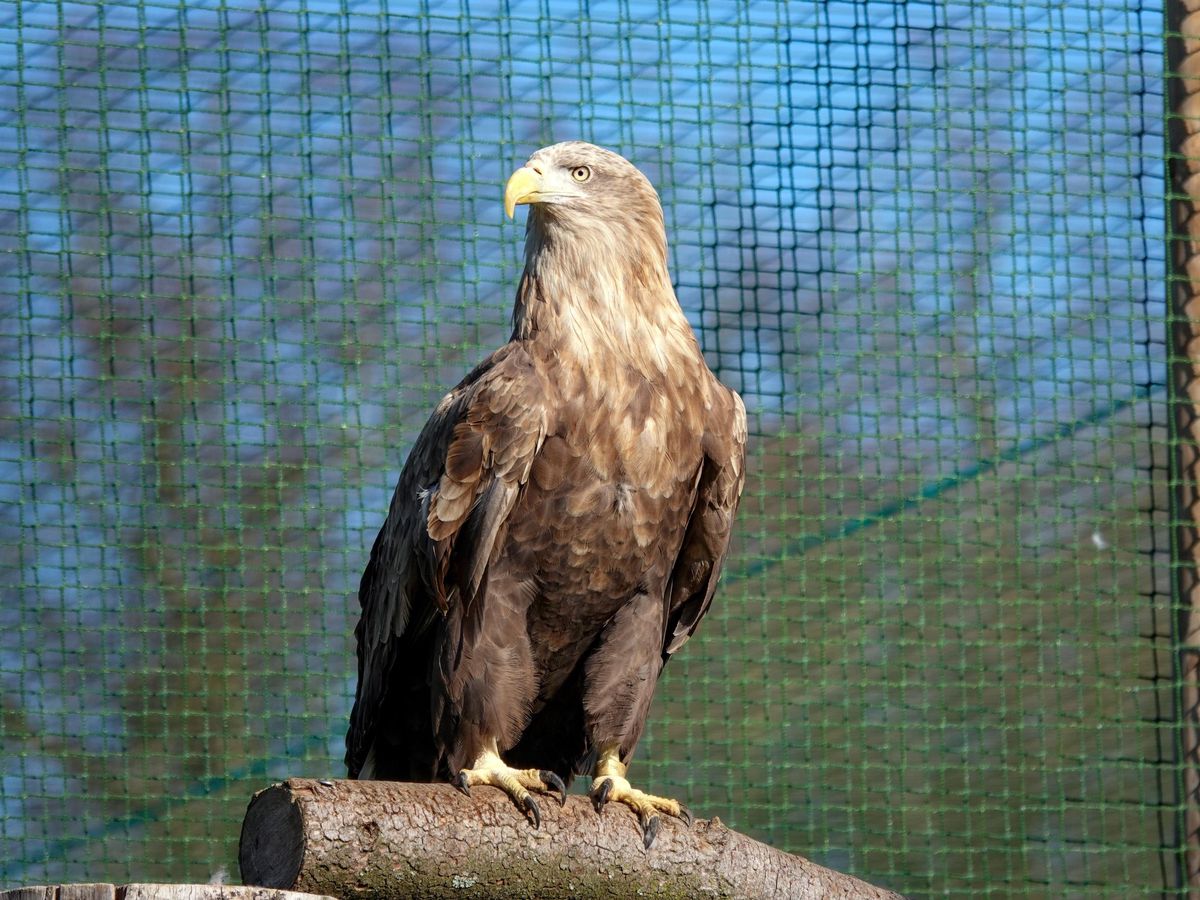 Programme de réintroduction: Nouvelle naissance d’un aiglon en Haute-Savoie