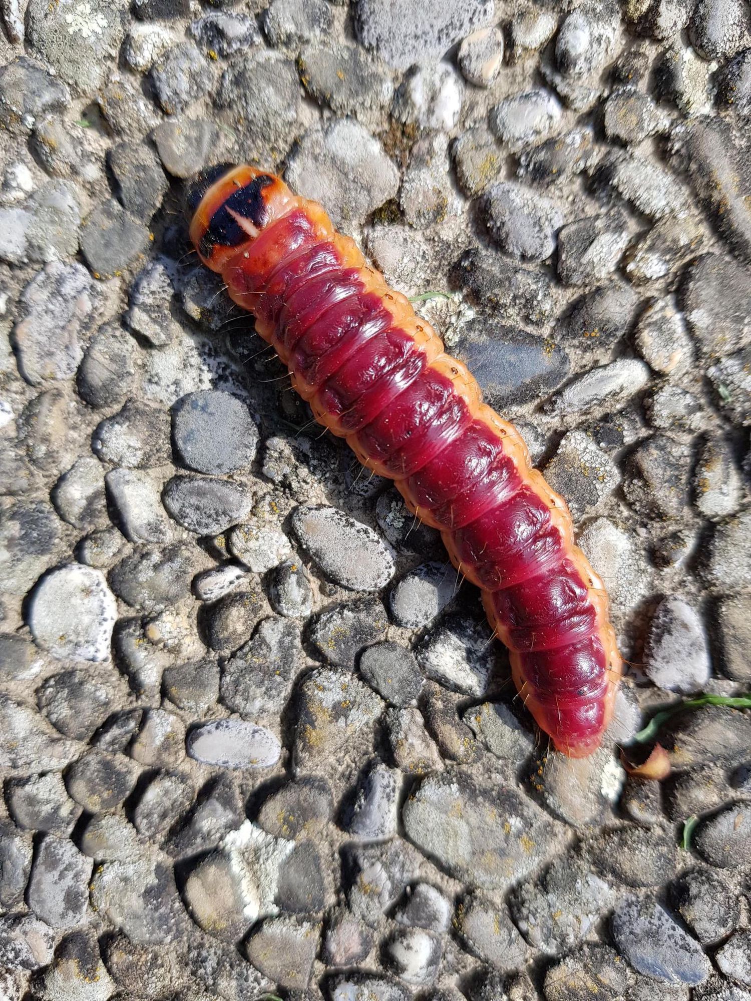 Leserfrage – Die blutrote Raupe | Berner Zeitung