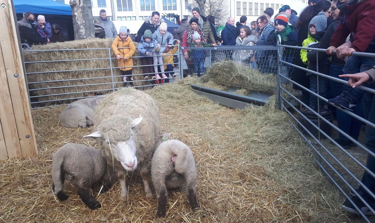 Luxemburg – Ein Bauernhof und die Tiere begeistern die Stadt - L'essentiel