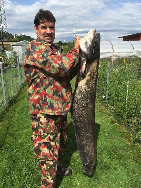 Berner fischt Riesen-Wels aus Bielersee | Berner Zeitung