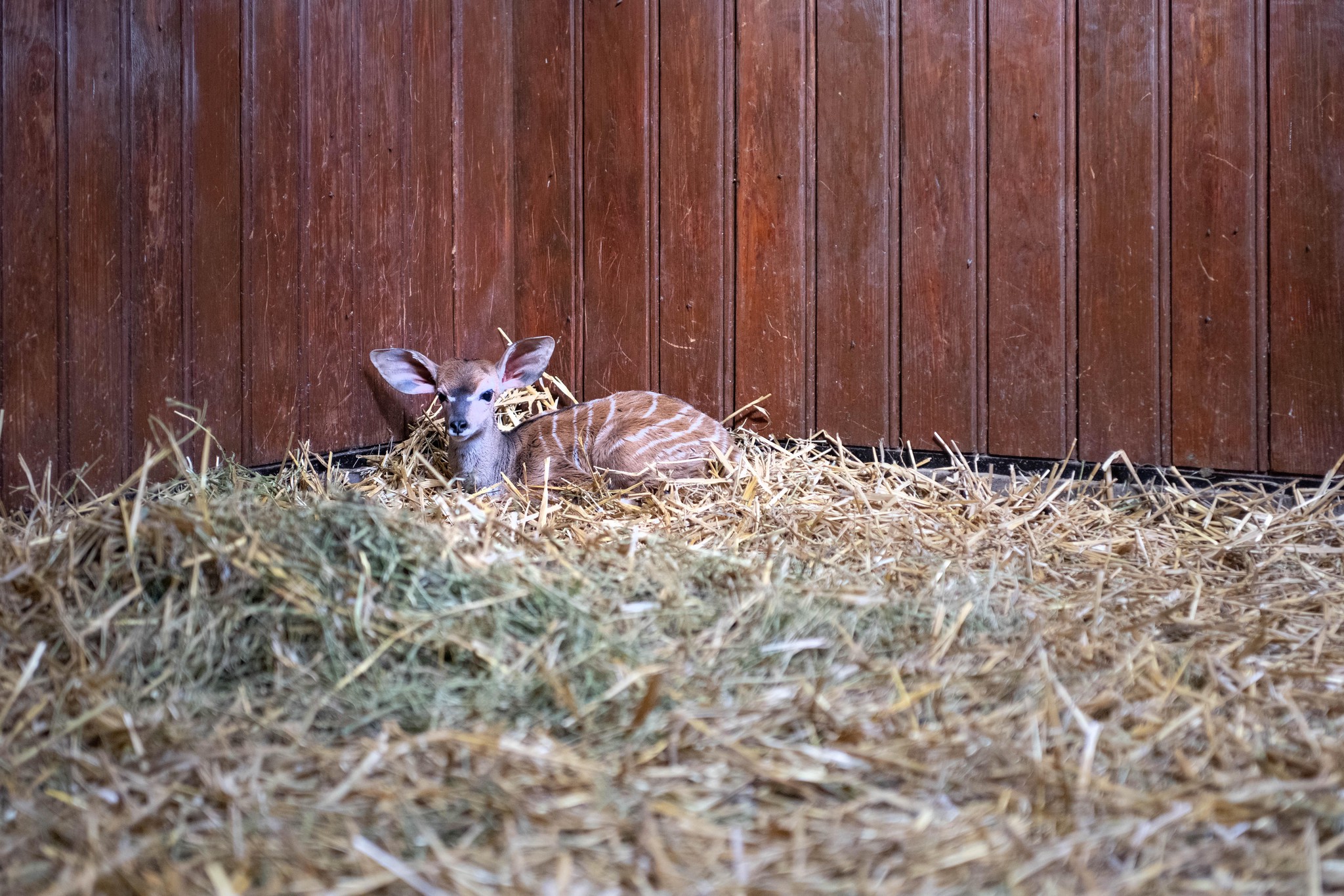 Zoo Basel: Okapis und Kleine Kudus mit Nachwuchs im Zolli