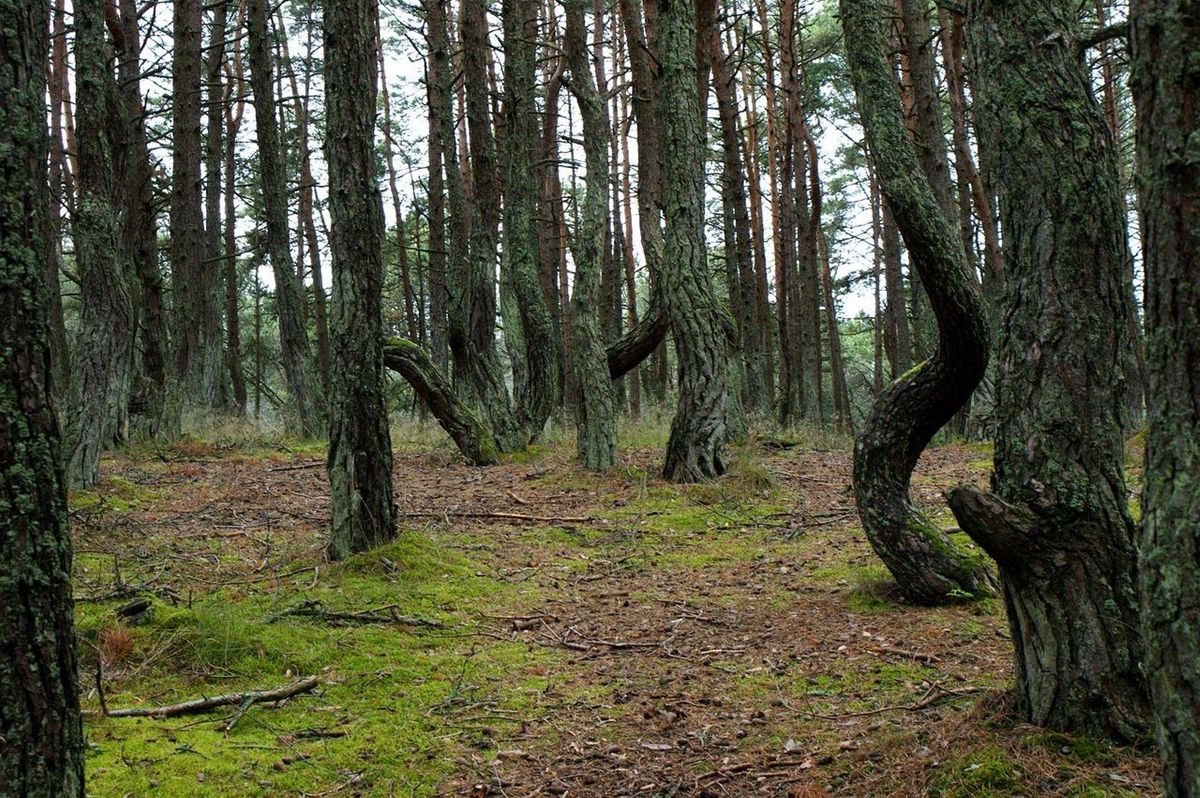 Der Wald ruft! | Basler Zeitung