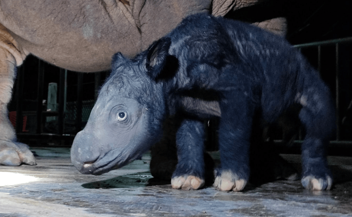 Vom Aussterben bedroht: Extrem seltenes Sumatra-Nashorn in Indonesien geboren | Zürichsee-Zeitung