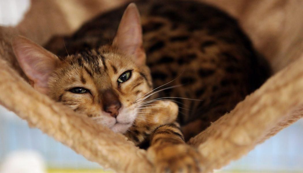 Animaux de compagnie: Un bar à chats pour ronronner avec les félins ...