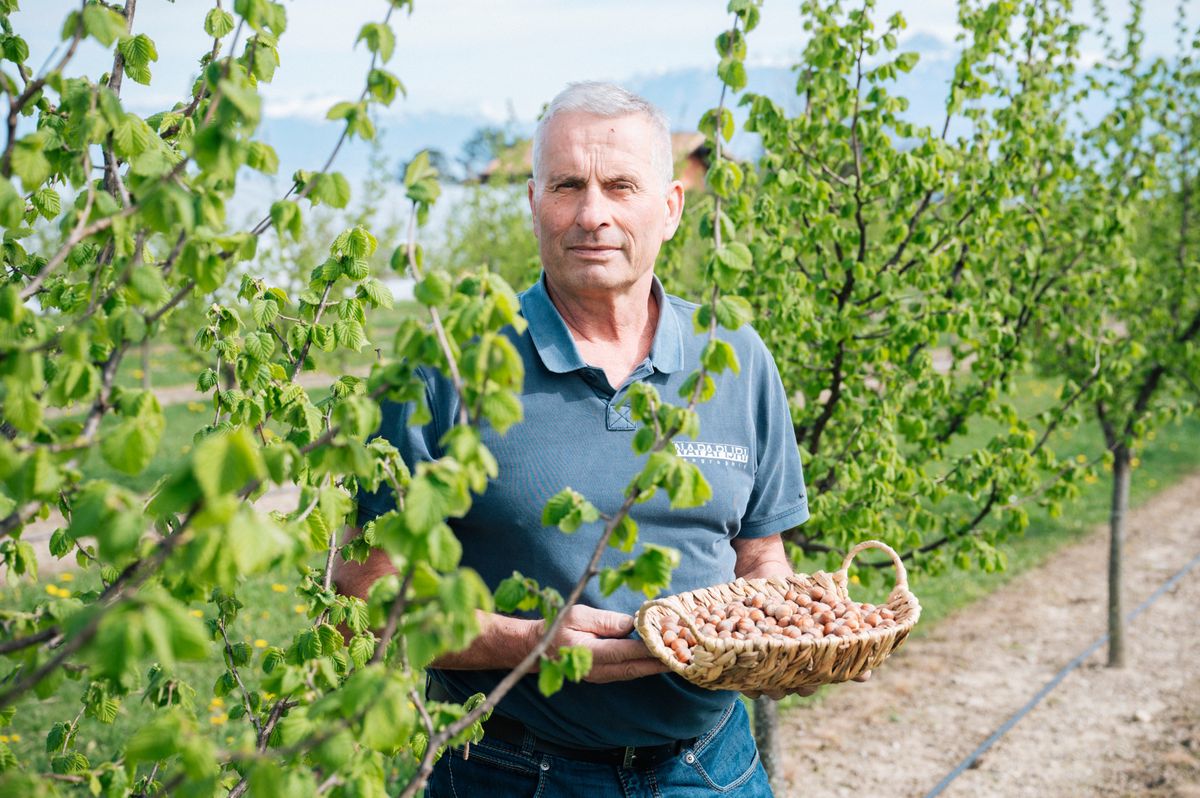 Une production de noisettes du Piémont se trouve à Saint-Prex | 24 heures