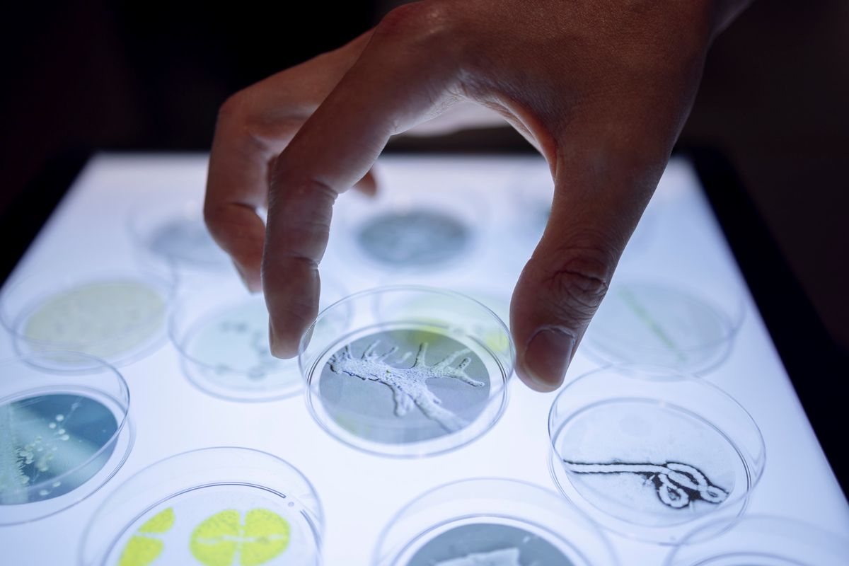 Expo au Musée de la main UNIL-CHUV: immersion parmi les microbes | 24 ...