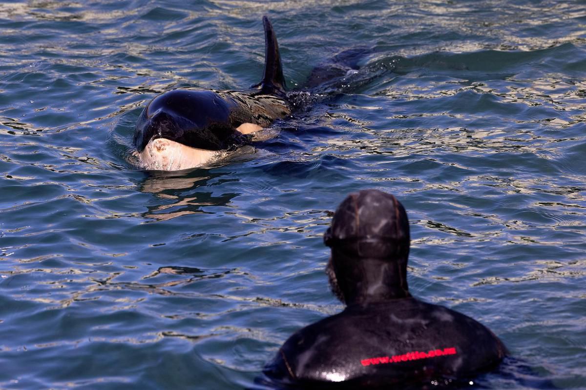 En Nouvelle-Zélande – Sa mère est introuvable, le bébé orque meurt - L ...