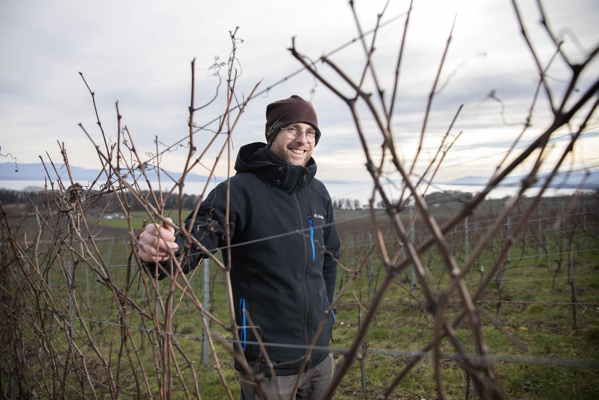 Le «violier», un nouveau cépage né discrètement à Féchy | 24 heures