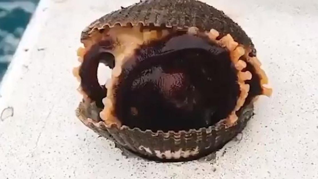 Japan – Oktopus versteckt sich in Muschel und überlebt - L'essentiel