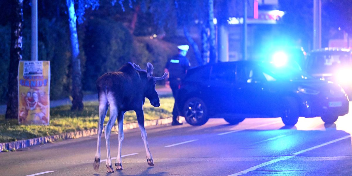 Amy reynolds only fans that girl is only somewhat advanced