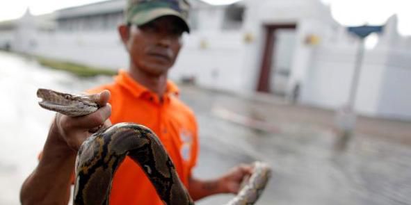 Inondations en Thaïlande – Les chasseurs de serpents sont submergés - L ...