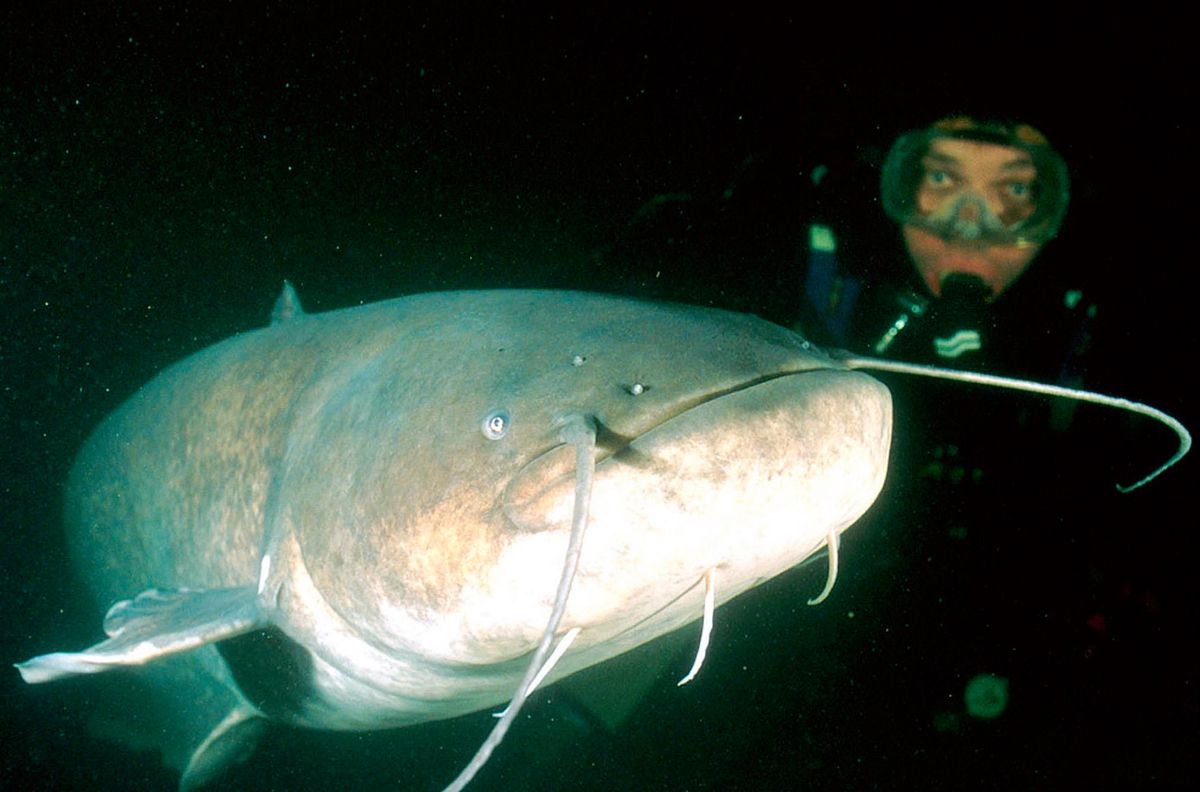 Rheinschwimm-Saison hat begonnen: Diese Fische schwimmen mit uns in ...
