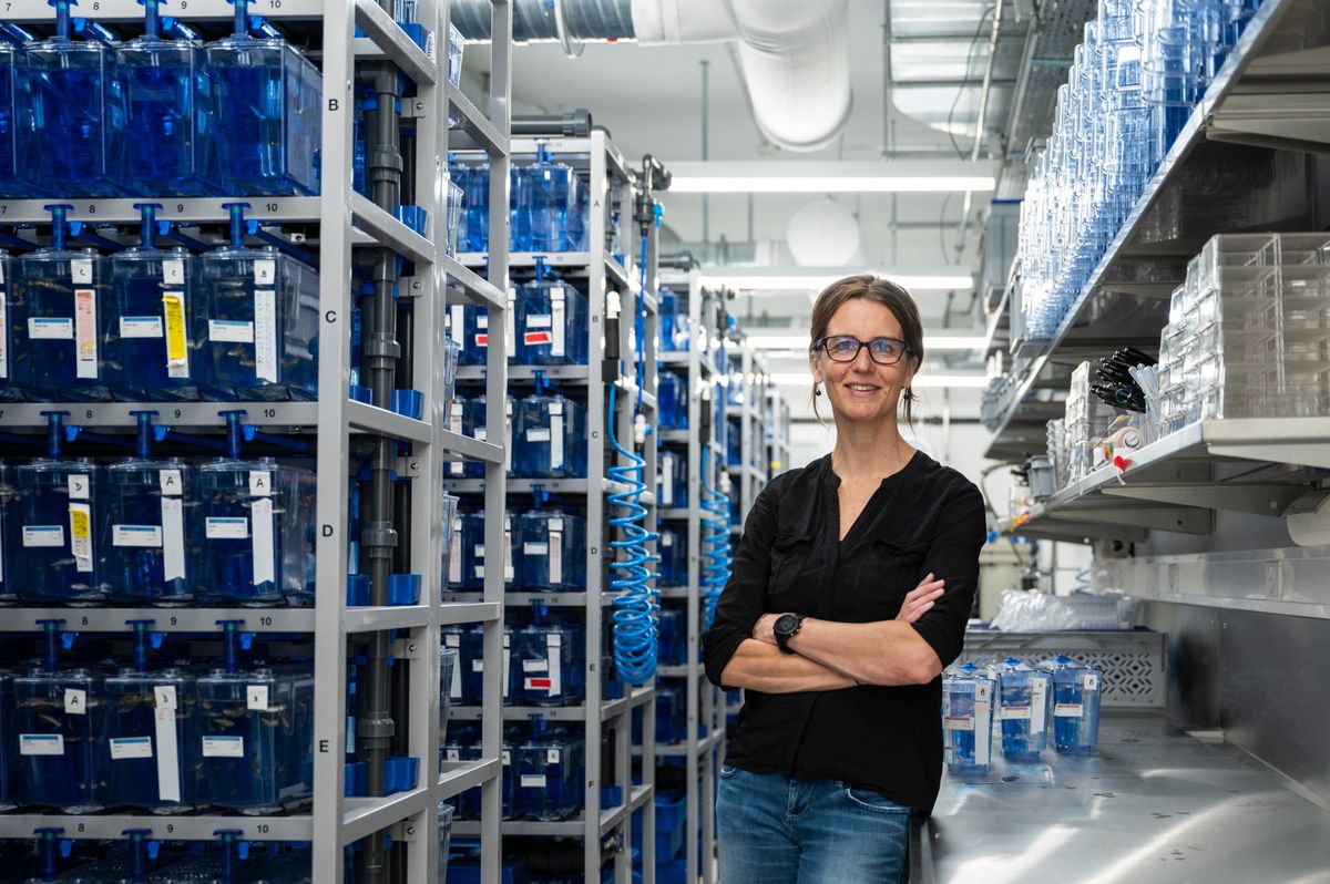 Université de Lausanne: Au labo, les poissons-zèbres rivalisent avec ...