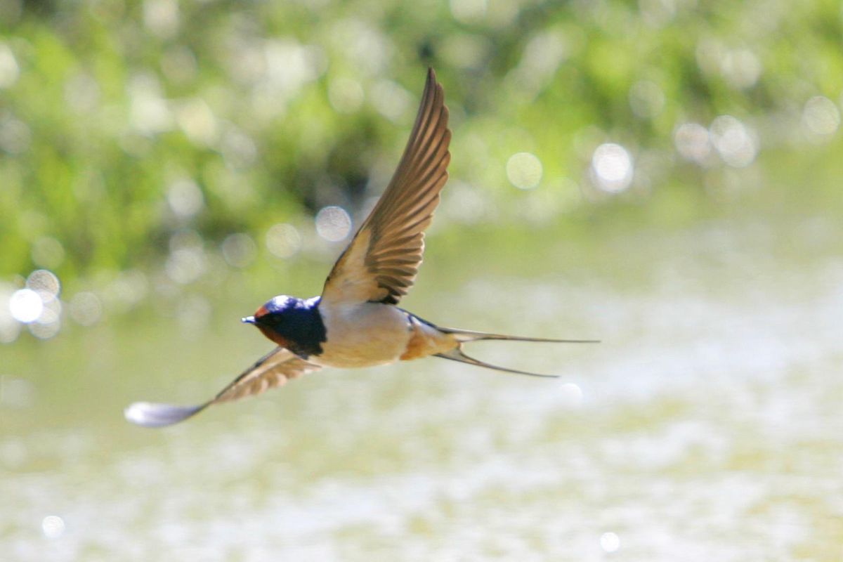 Nature et environnement: Lever les yeux pour observer la migration des ...