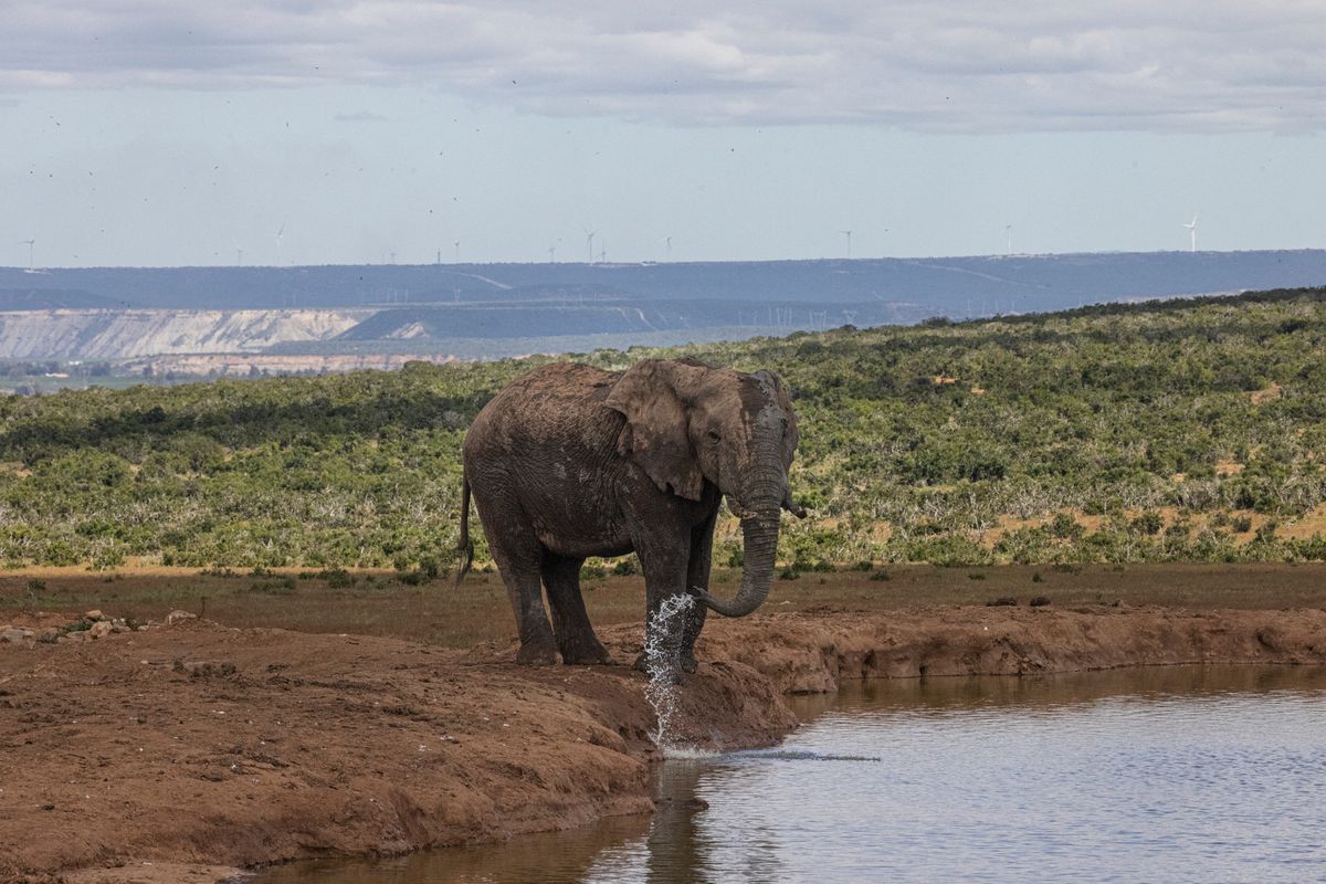 En Afrique du Sud, les éoliennes menacent les éléphants | Tribune de Genève