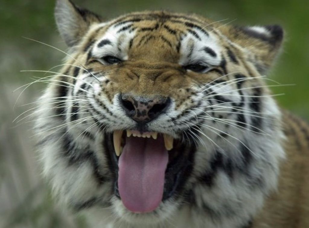 Gossau (SG) – Une tigresse débarque au «Walter Zoo» | 24 heures