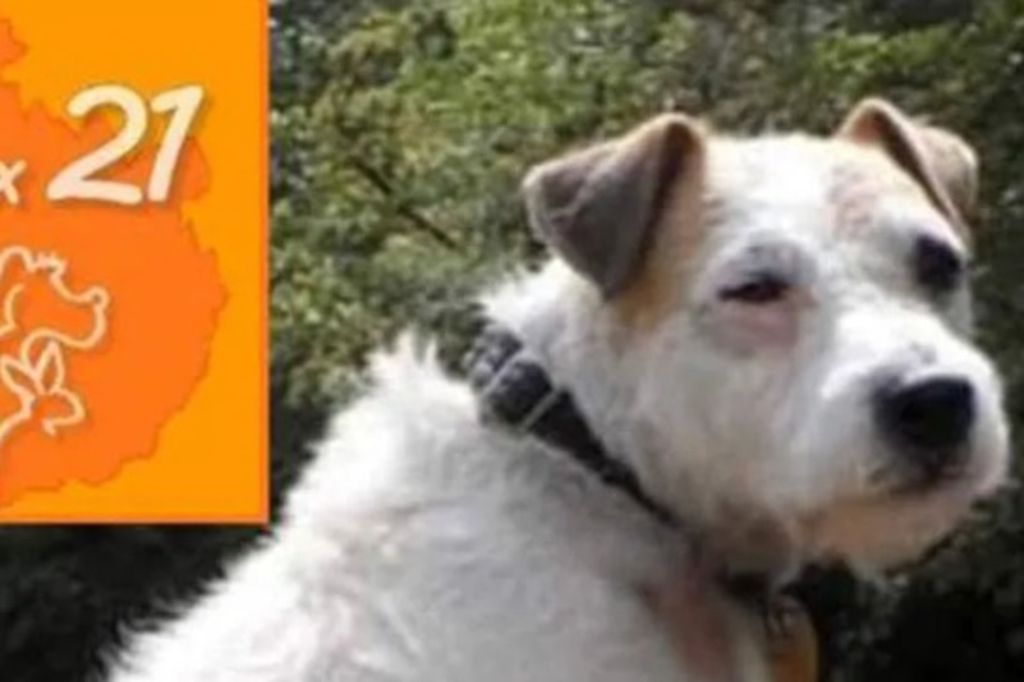 Le chien «Billy» ne sera pas sauvé | 24 heures