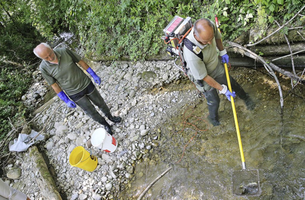 Hitzestress: Die Retter der Bachforellen | Thuner Tagblatt