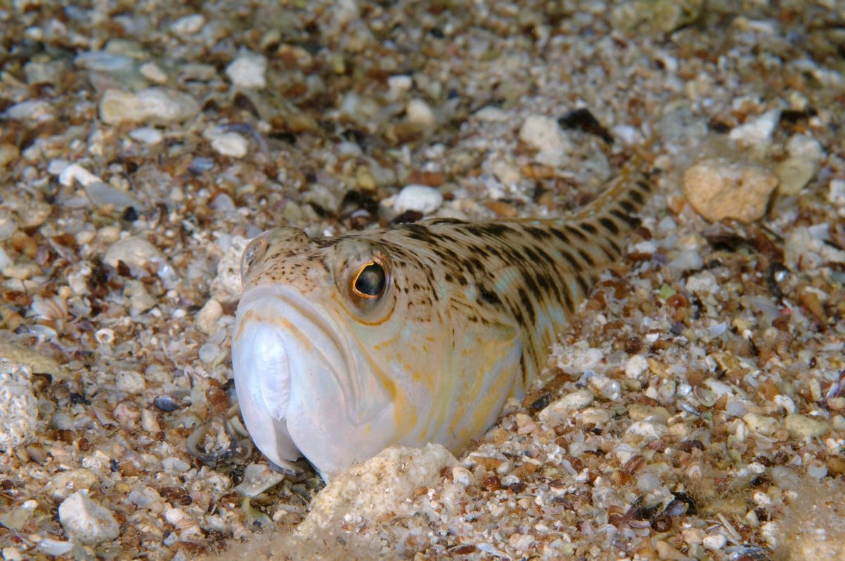 Sommerferien: Diese drei giftigen Fische tummeln sich im Mittelmeer - L ...