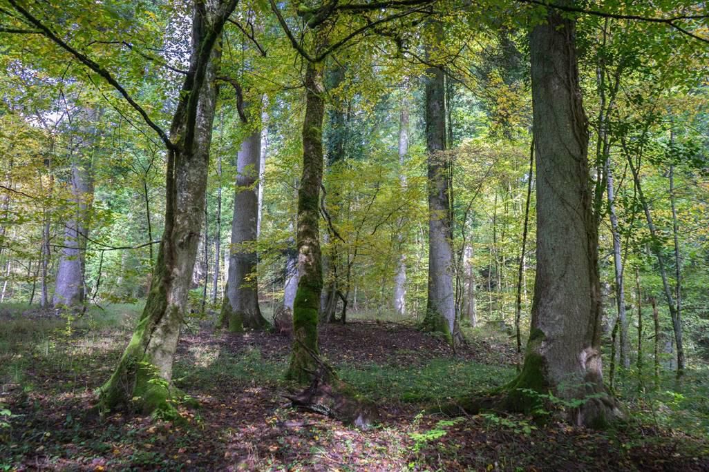 Eigenmächtige Behörden – Naturschützer aus dem Baselbieter Wald ...