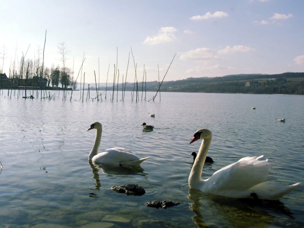 Vogelgrippe: Untersee und Rhein zu Kontrollgebiet erklärt
