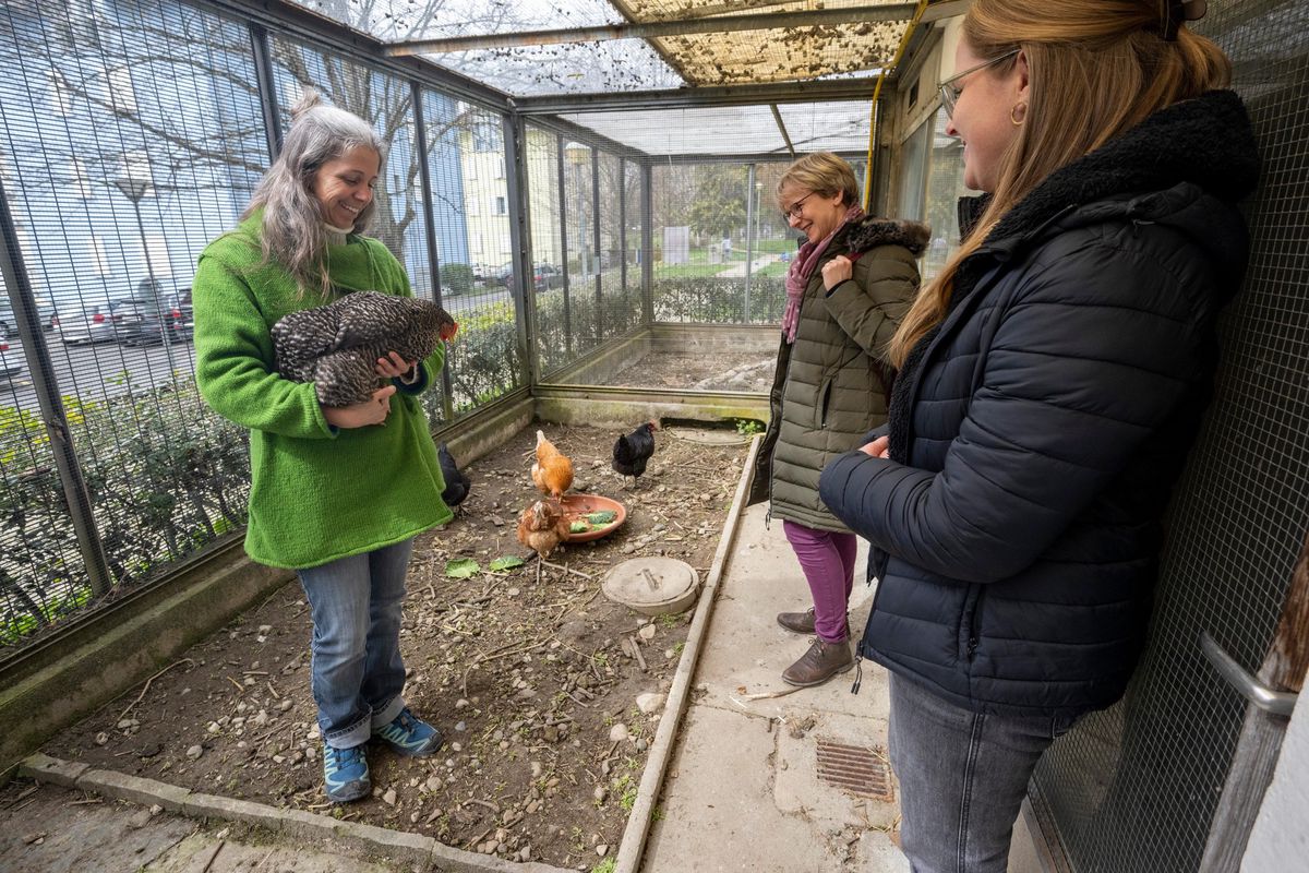 Un poulailler collectif à Renens: Les poules communales ravissent tout ...