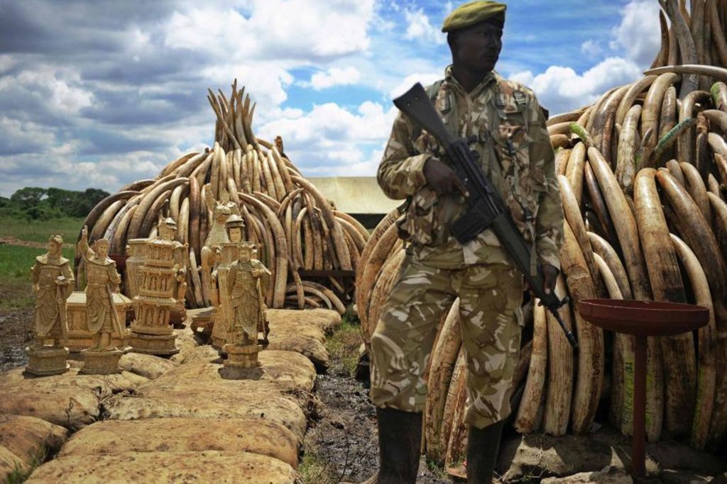 Quatre choses à savoir sur le massacre des éléphants