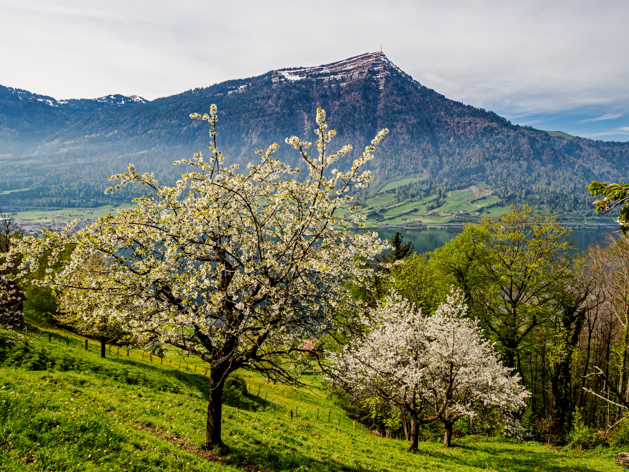 Arth: Wanderung durch die Kirschblüte am Zugersee