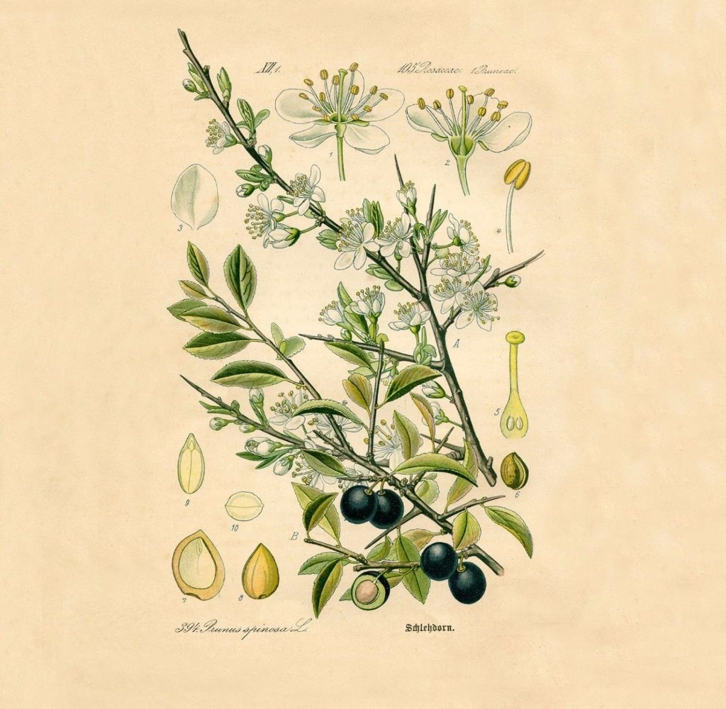 Croquons la perfide olive | Tribune de Genève