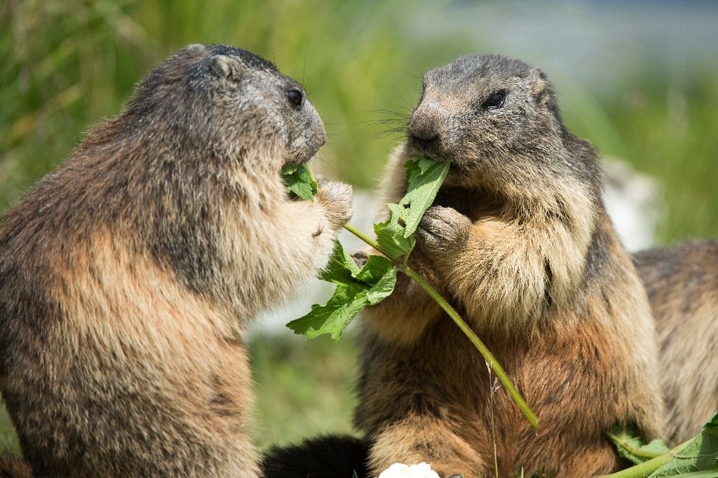 Plus farouche que l’alpine, la marmotte du Jura se multiplie | 24 heures