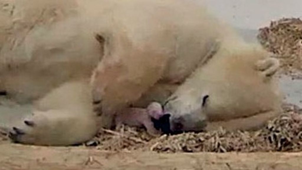Berlin hat einen neuen Knut | Berner Zeitung