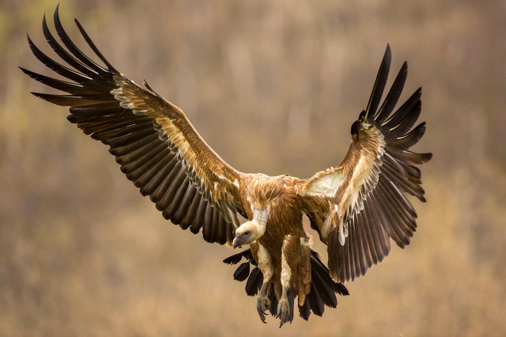 Après la mort d’un veau: Le retour du vautour fauve préoccupe les ...