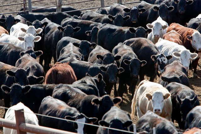 La Chine lève l'embargo sur le boeuf américain