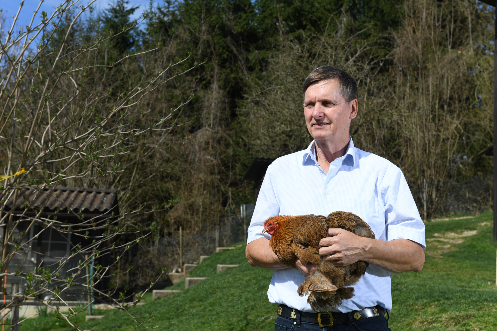 Vogelgrippe: Mitgliederschwund bei Schweizer Hobby-Geflügelhaltern ...