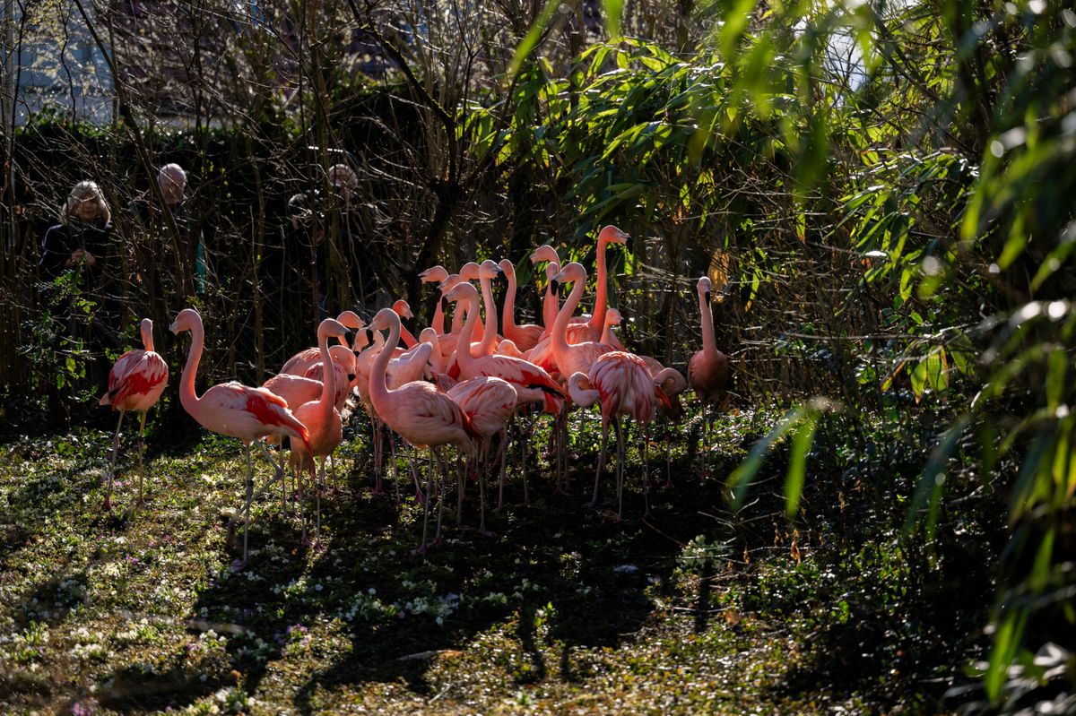 Flamingos im Zoo Zürich zügeln: Per Shuttle kommen die Vögel an den ...