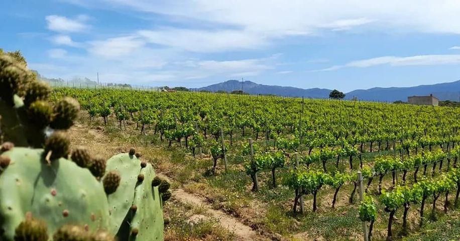 Logostreit: «Ochsen, nicht Stiere!» – Sardischer Jung-Winzer kämpft ...