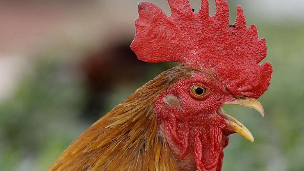 En France – Ils réclament «justice» après la mort du coq Marcel - L ...