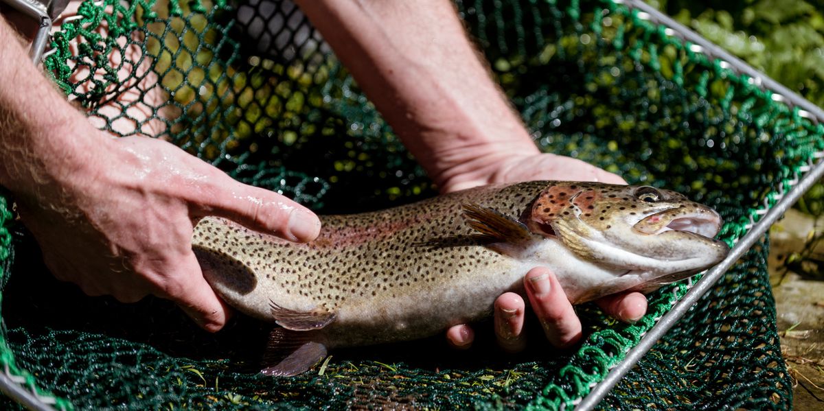 Blausee-Fischzucht: Zugekaufte Jungfische im Verdacht | Berner Zeitung