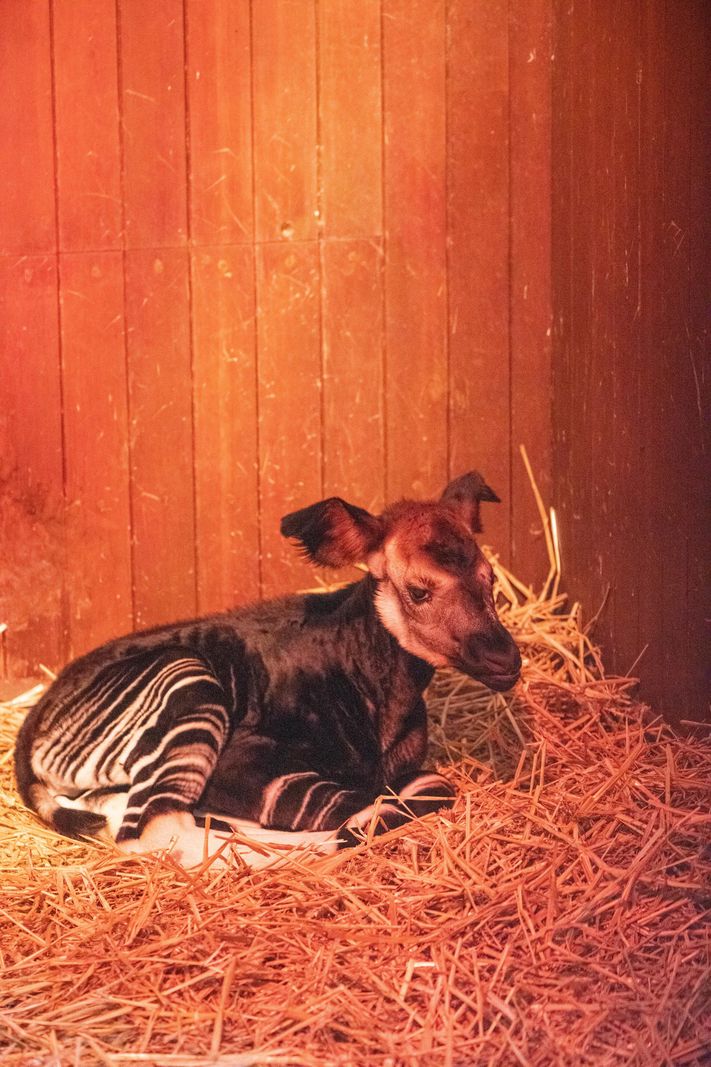 Zoo Basel: Okapis und Kleine Kudus mit Nachwuchs im Zolli | Basler Zeitung