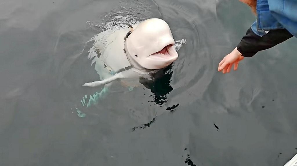 Der Wal, der allen Rätsel aufgab | Berner Zeitung