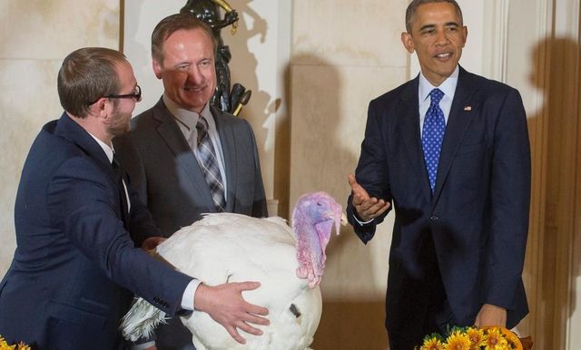 Wie aus Truthähnen Monstervögel wurden | Basler Zeitung