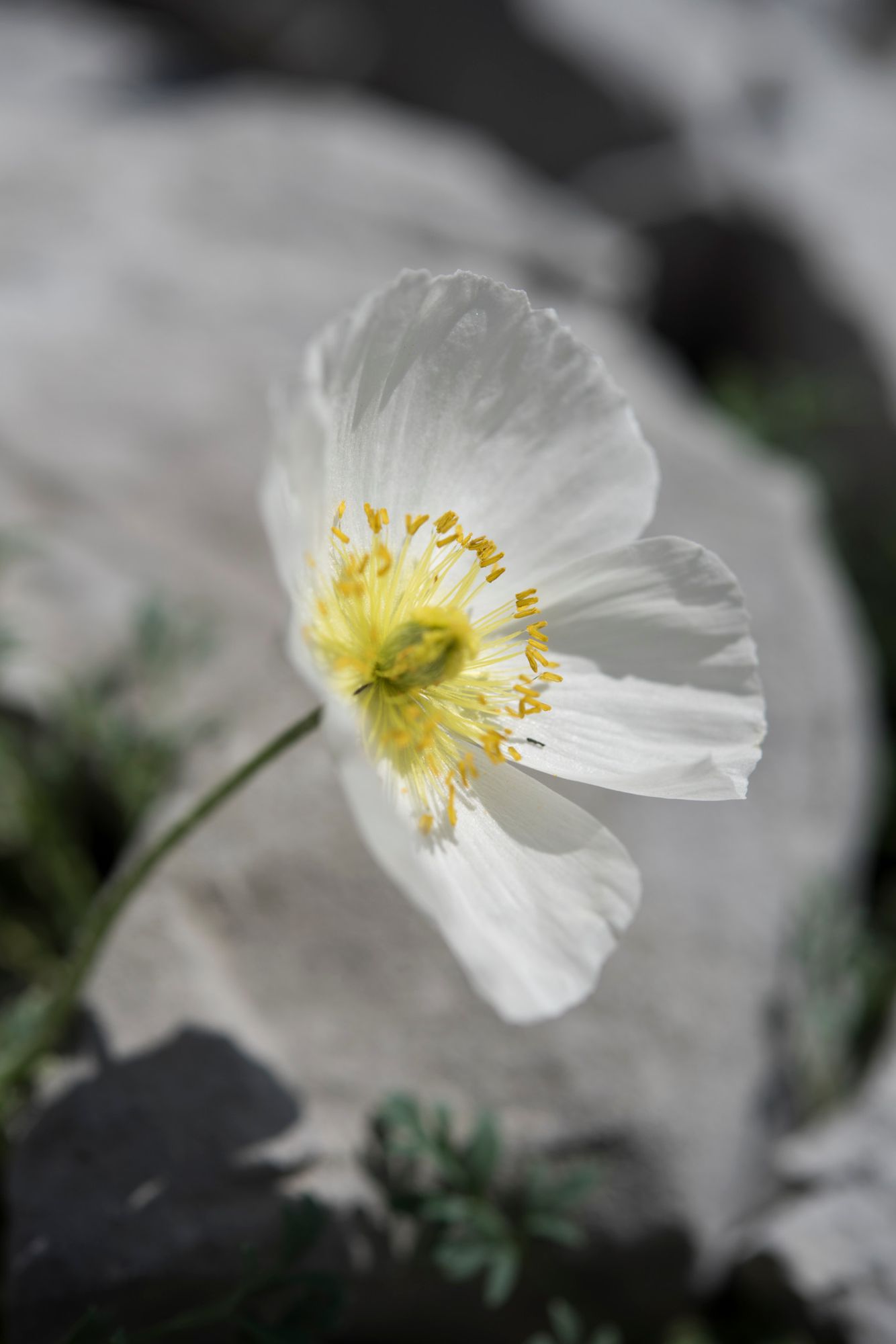 Trésors naturels en péril: Toute la flore vaudoise dans un atlas et une ...