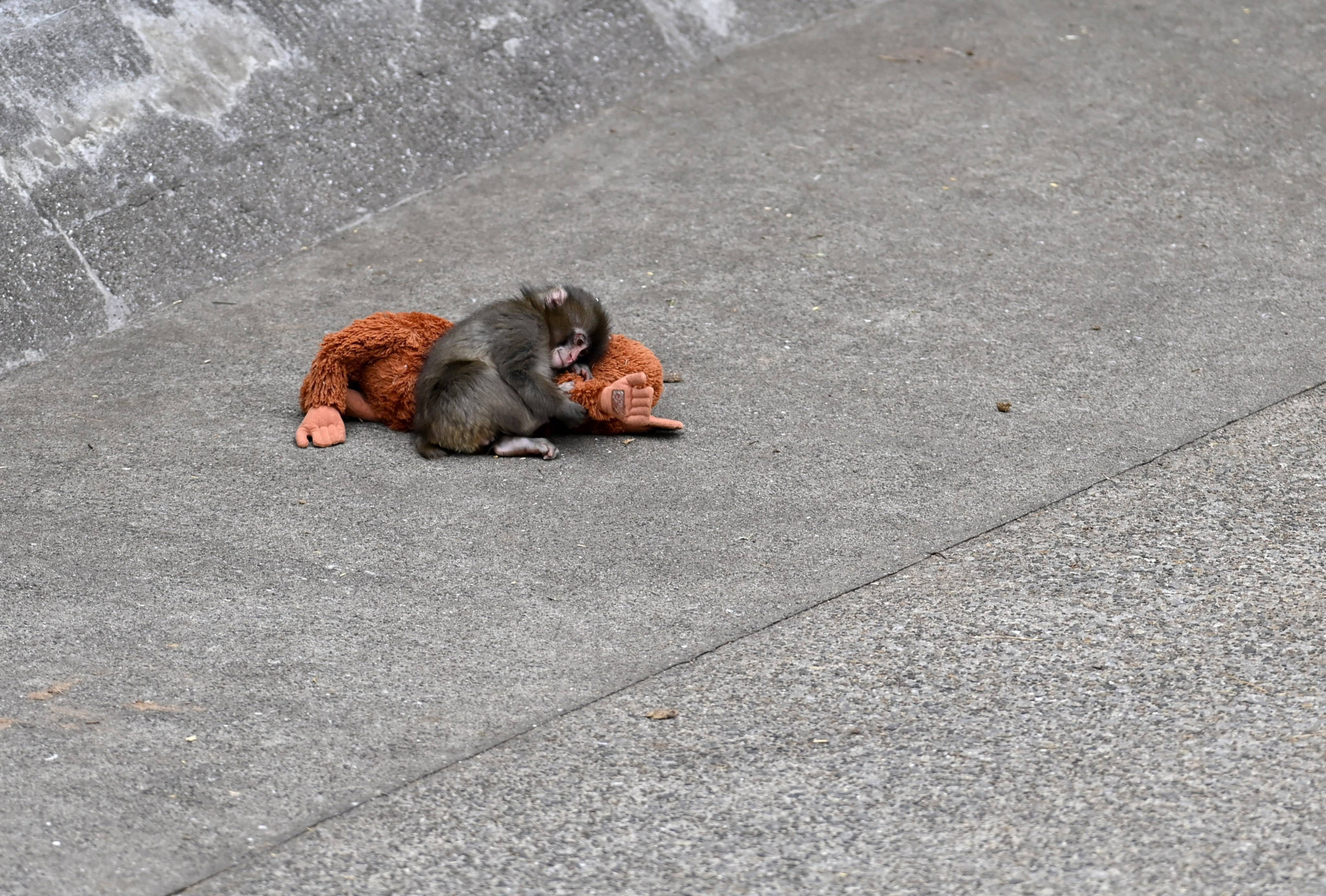 «Punch»: pourquoi sa mère a-t-elle abandonné le bébé singe?