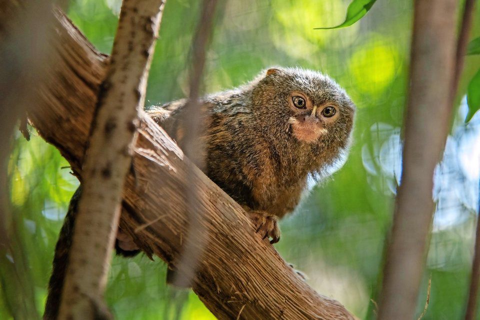 Die kleinsten Äffchen der Welt klettern jetzt im Dählhölzli umher ...