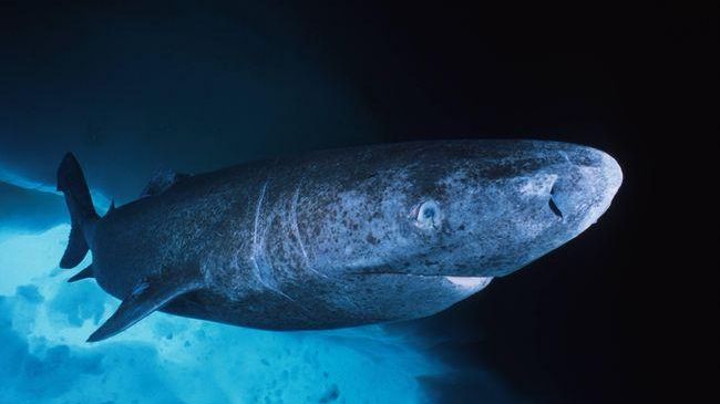 Hai in der Tiefsee: Keine natürlichen Feinde – Sind manche dieser Tiere ...
